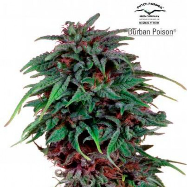 Durban Poison - Compre Sementes de Maconha de Dutch passion