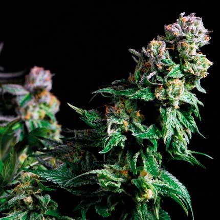Erva Urkle Roxa Erva Roxa: Guia Completo Grace Genetics Sementes De