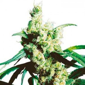 silver haze weed sativa