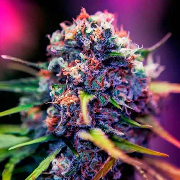 weed black widow