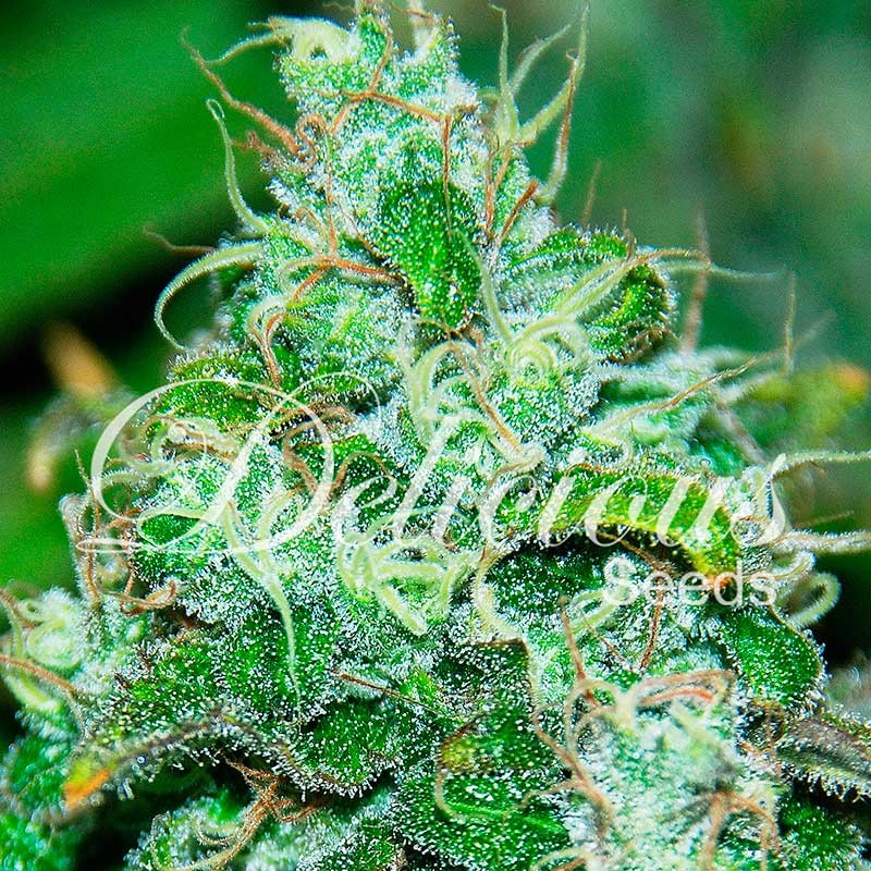 Chronic Weed