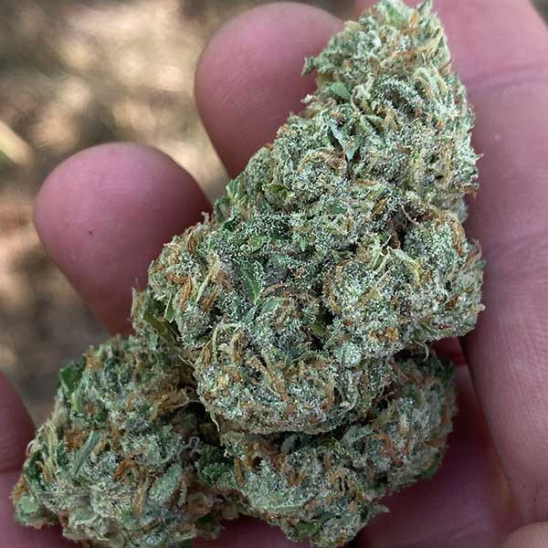 kush datta
