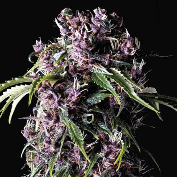 Purple Indica Seeds