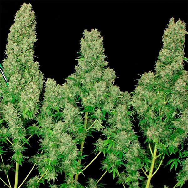 white russian weed wirkung