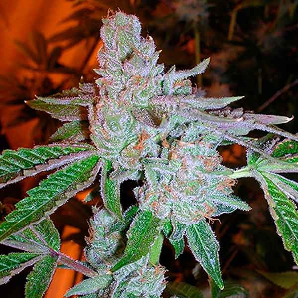 Tahoe Og Kush Regular - 10 seeds - Semillas de Marihuana de The Cali ...