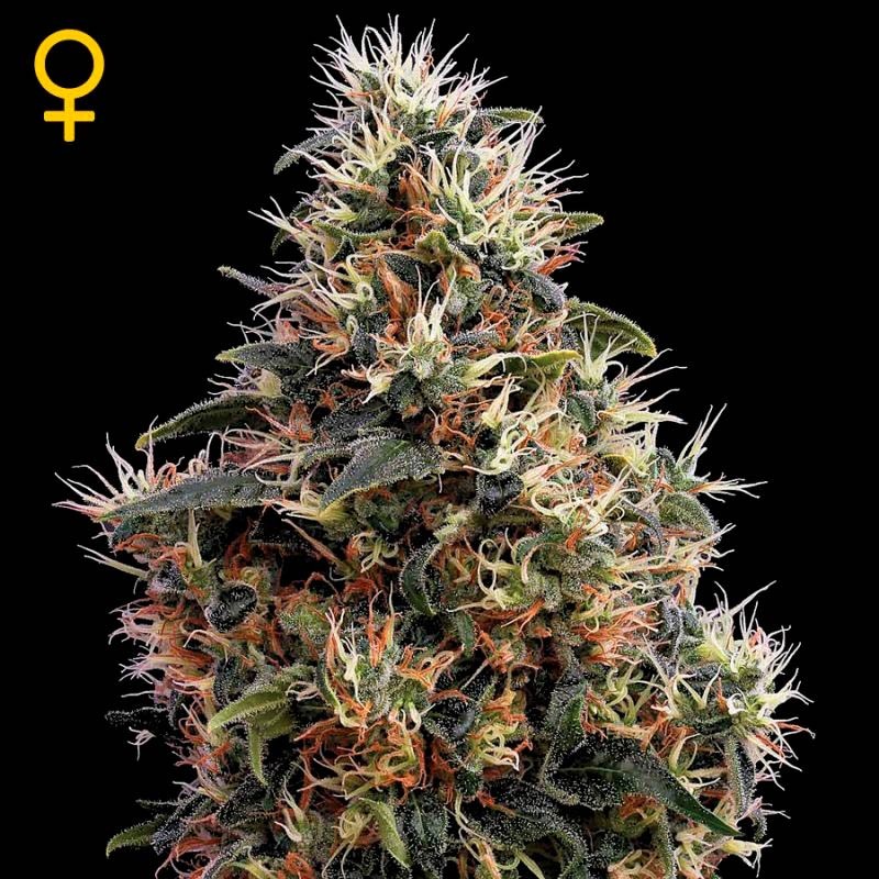 mango kush weed efectos